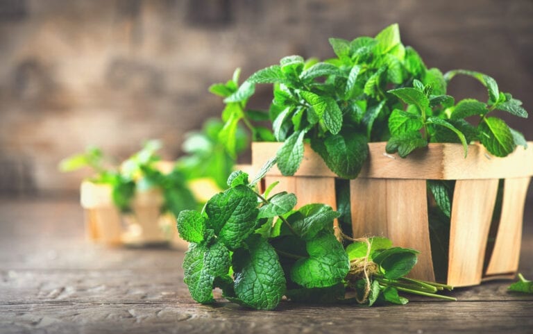 5 Traditional Herbs in Pakistan